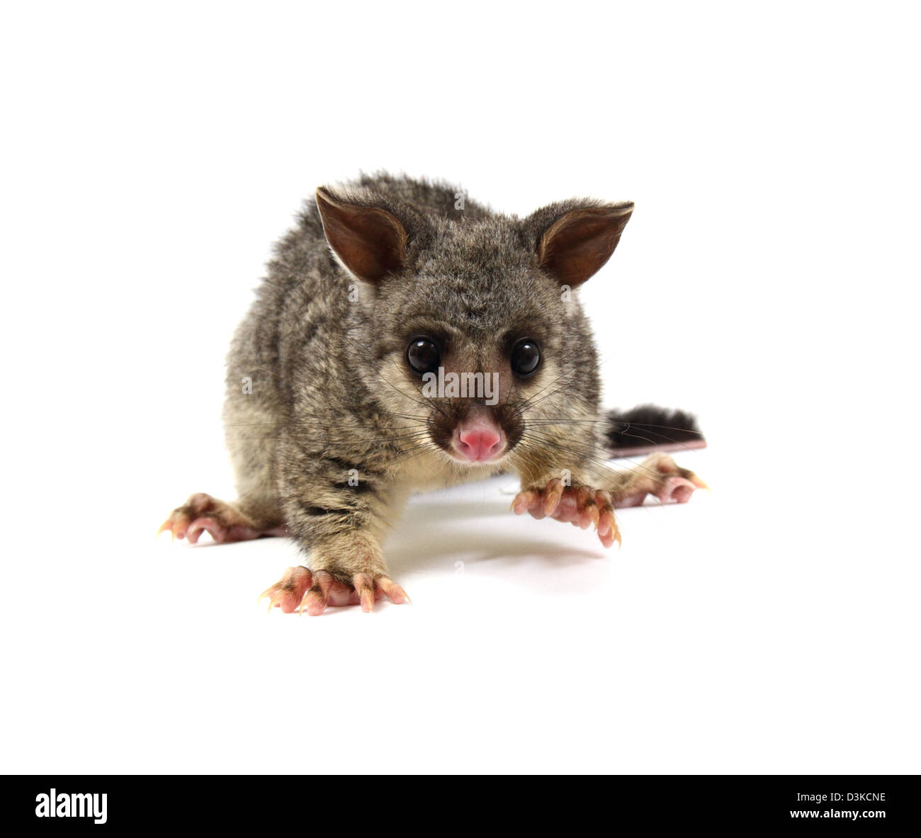 Brushtail possum photographed in a studio Stock Photo - Alamy