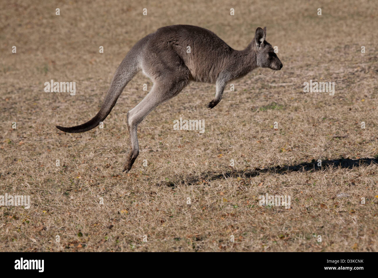Eastern Grey Kangaroo in full profile jumping Pebbly Beach Murramarang ...