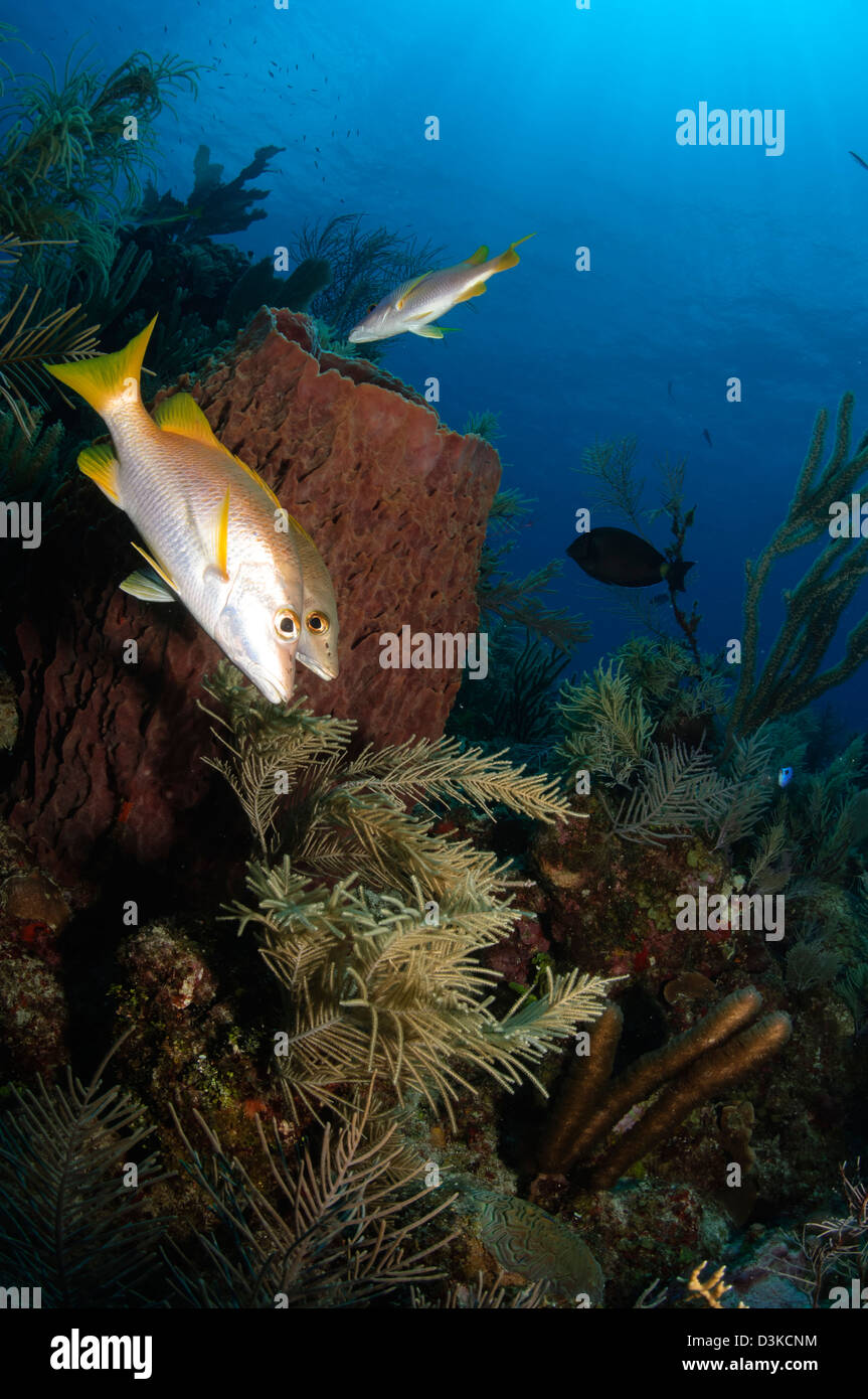 Schoolmaster snapper, Belize Stock Photo - Alamy