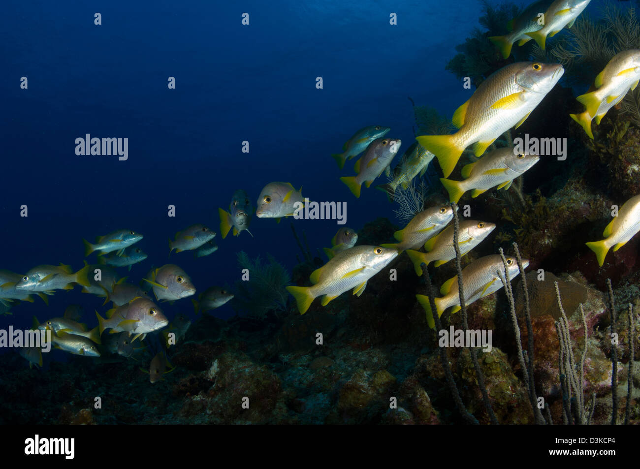 School of snapper hi-res stock photography and images - Alamy