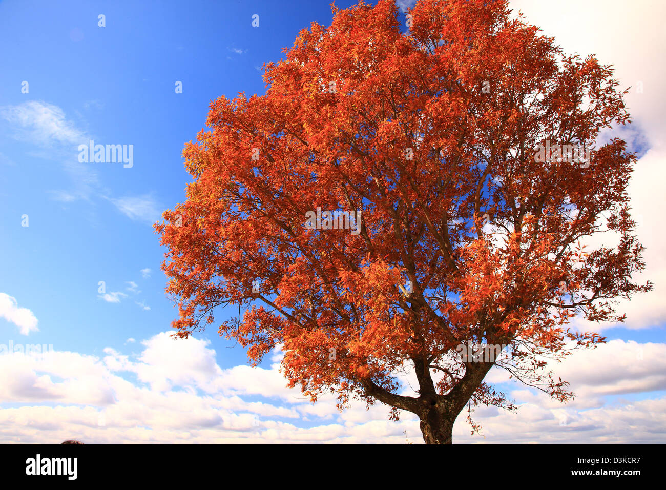 Tree filled landscape hi-res stock photography and images - Alamy