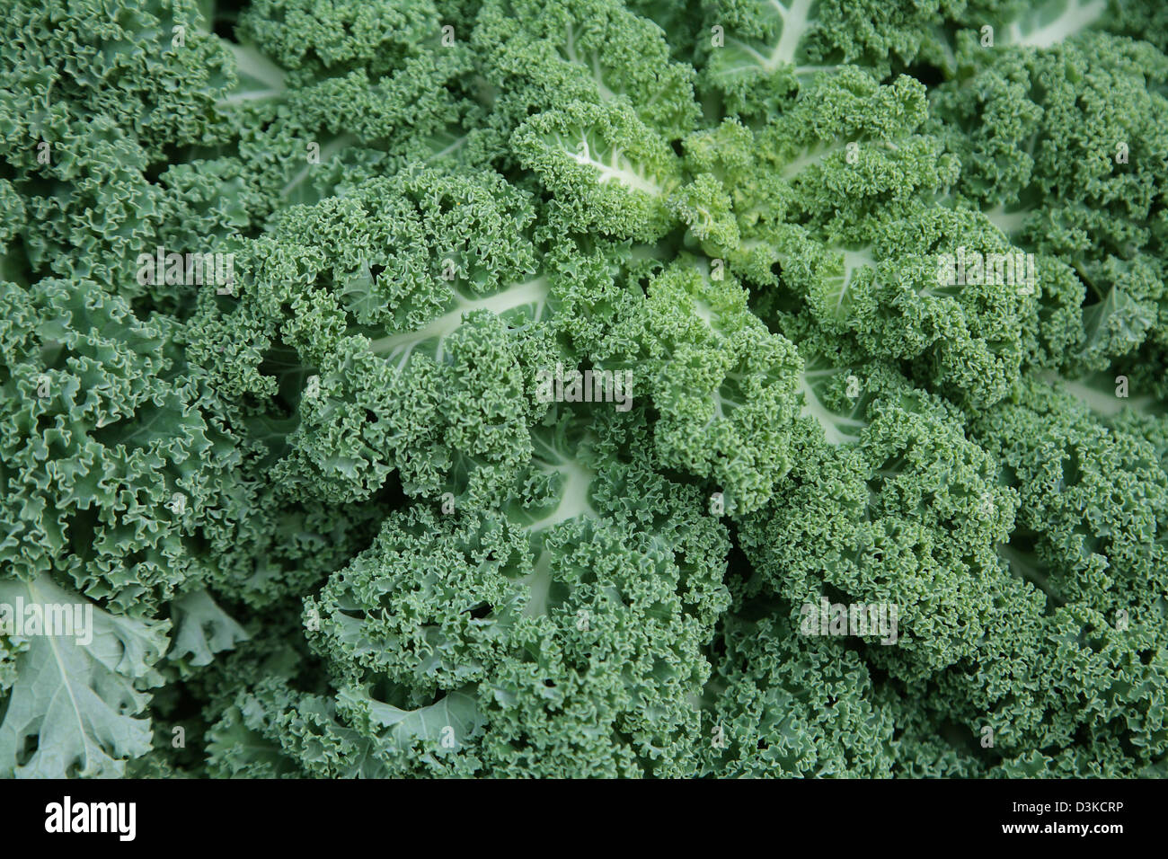 Futterkamp, Germany, green cabbage is offered for sale Stock Photo - Alamy