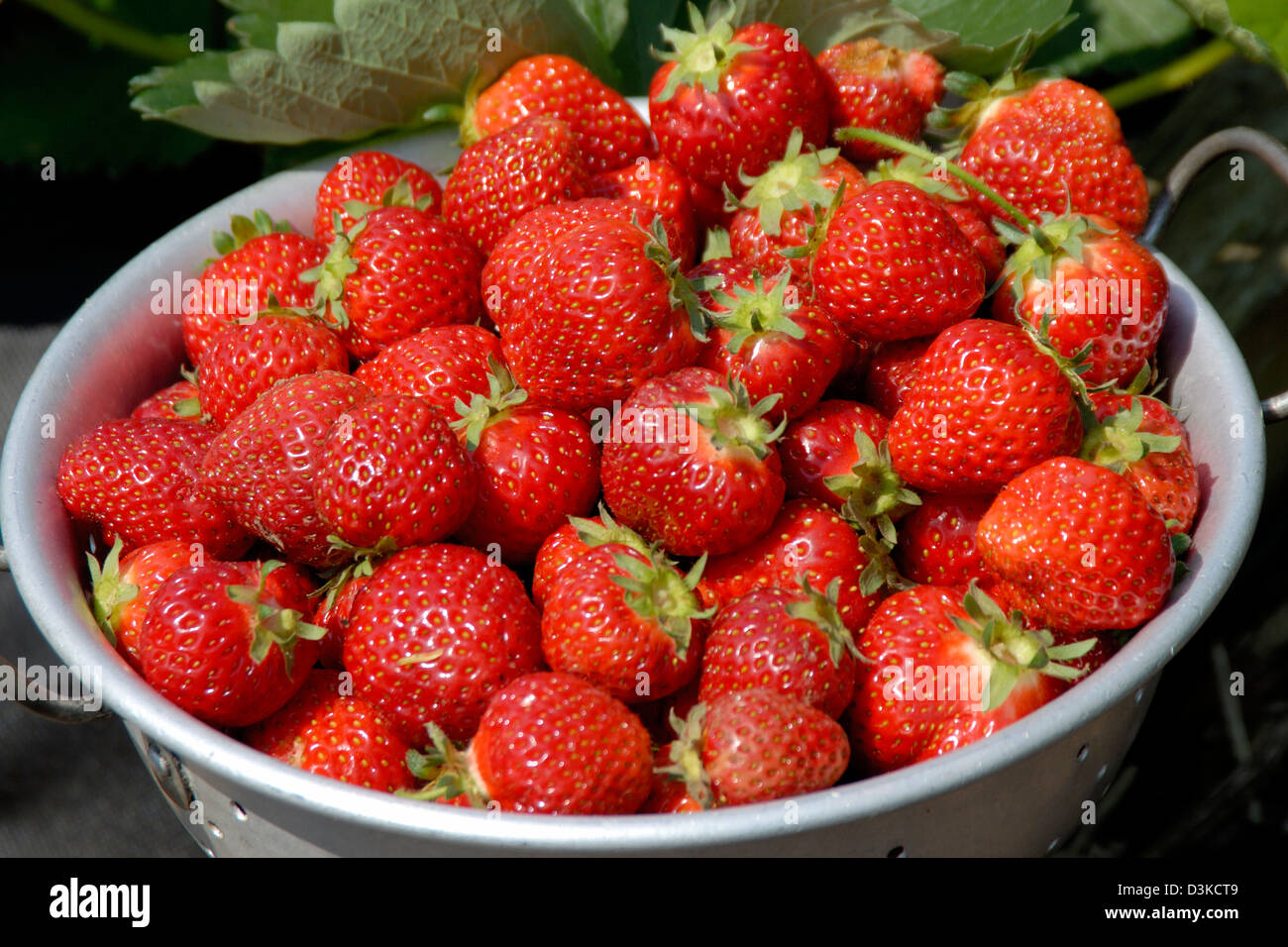 Freshly picked organic strawberries Stock Photo - Alamy