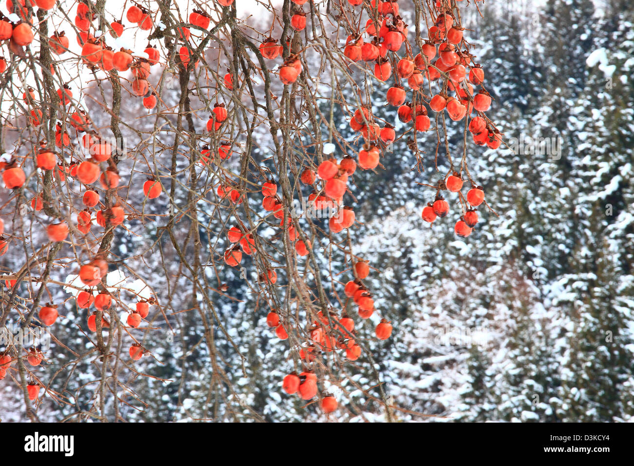 Persimmon tree and snow Stock Photo - Alamy
