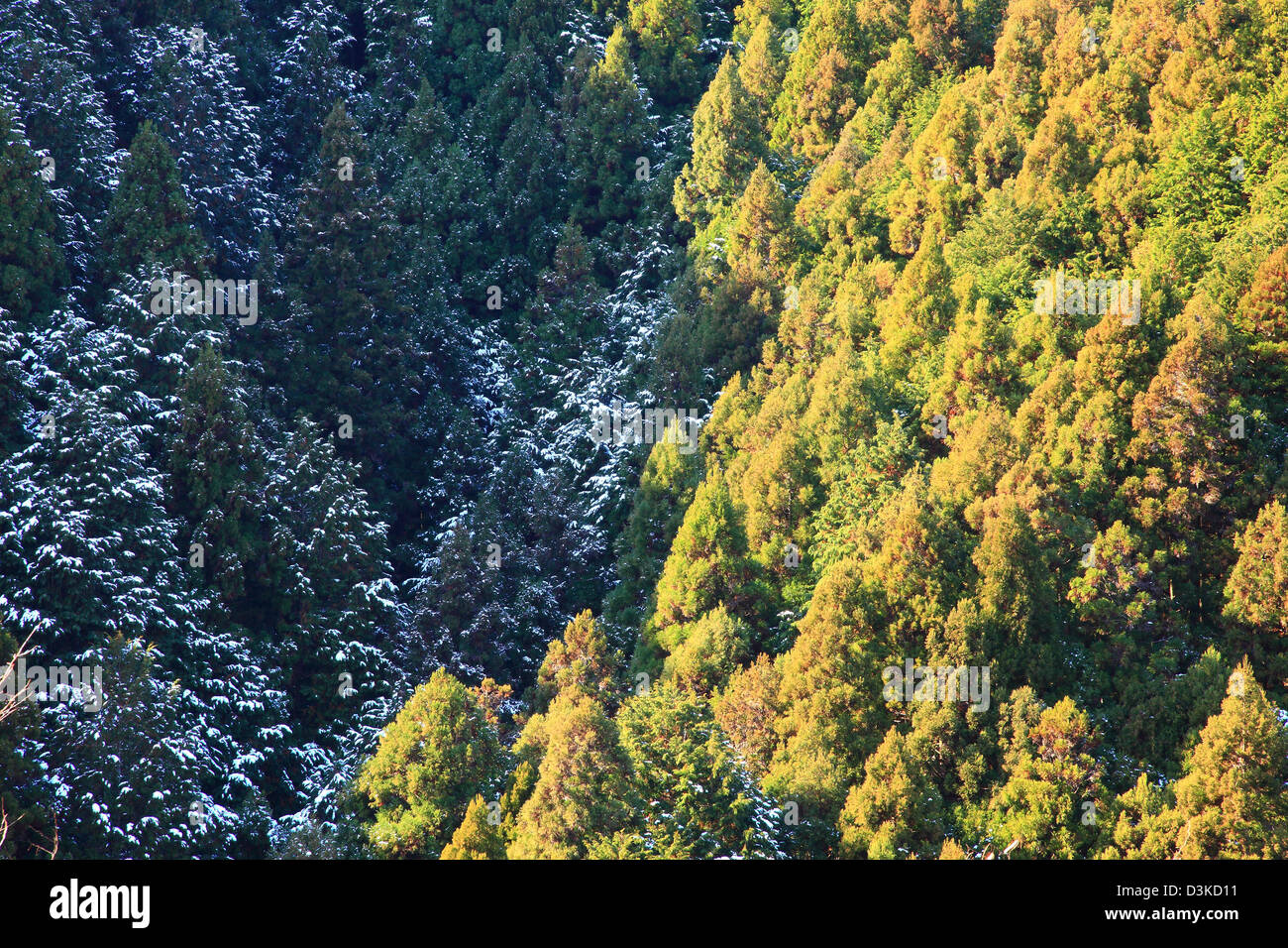 Osaka forest hi-res stock photography and images - Alamy