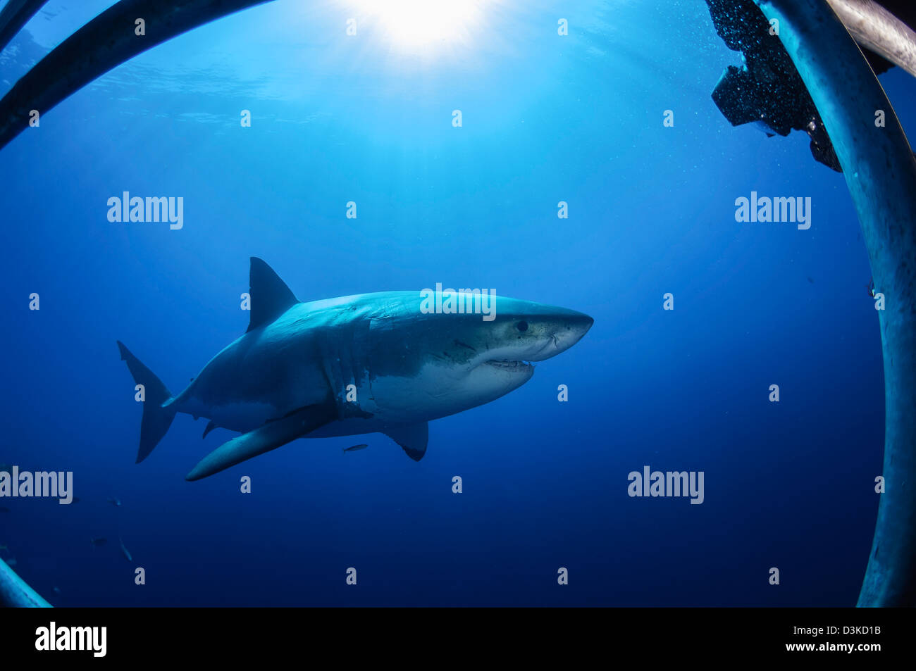 Great white shark side view hi-res stock photography and images - Alamy