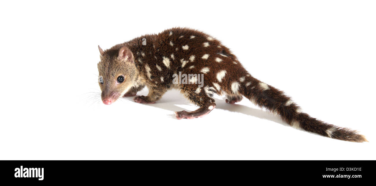 Spotted tail quoll hi-res stock photography and images - Alamy