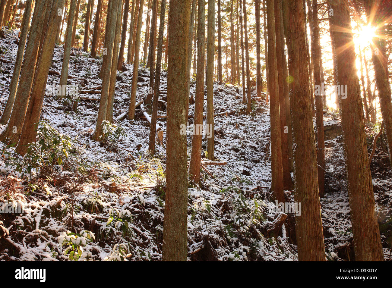 Forest in asuka village hi-res stock photography and images - Alamy