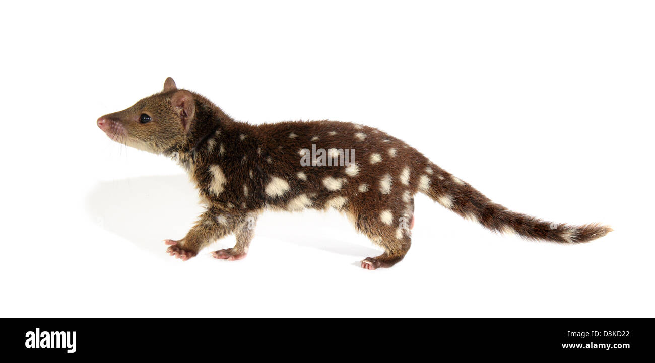 Marsupial cat hi-res stock photography and images - Alamy