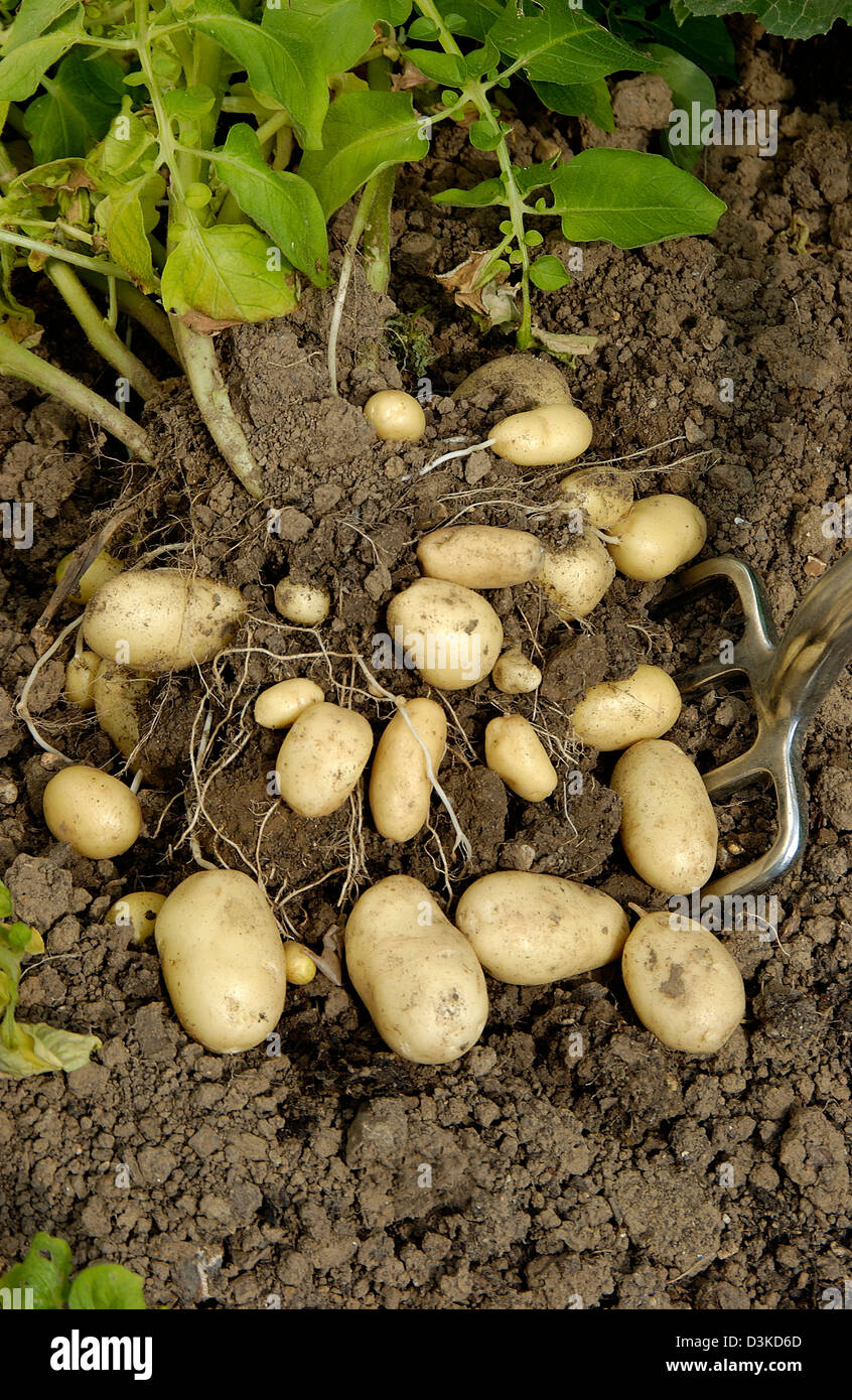 Potato lifting hi-res stock photography and images - Alamy