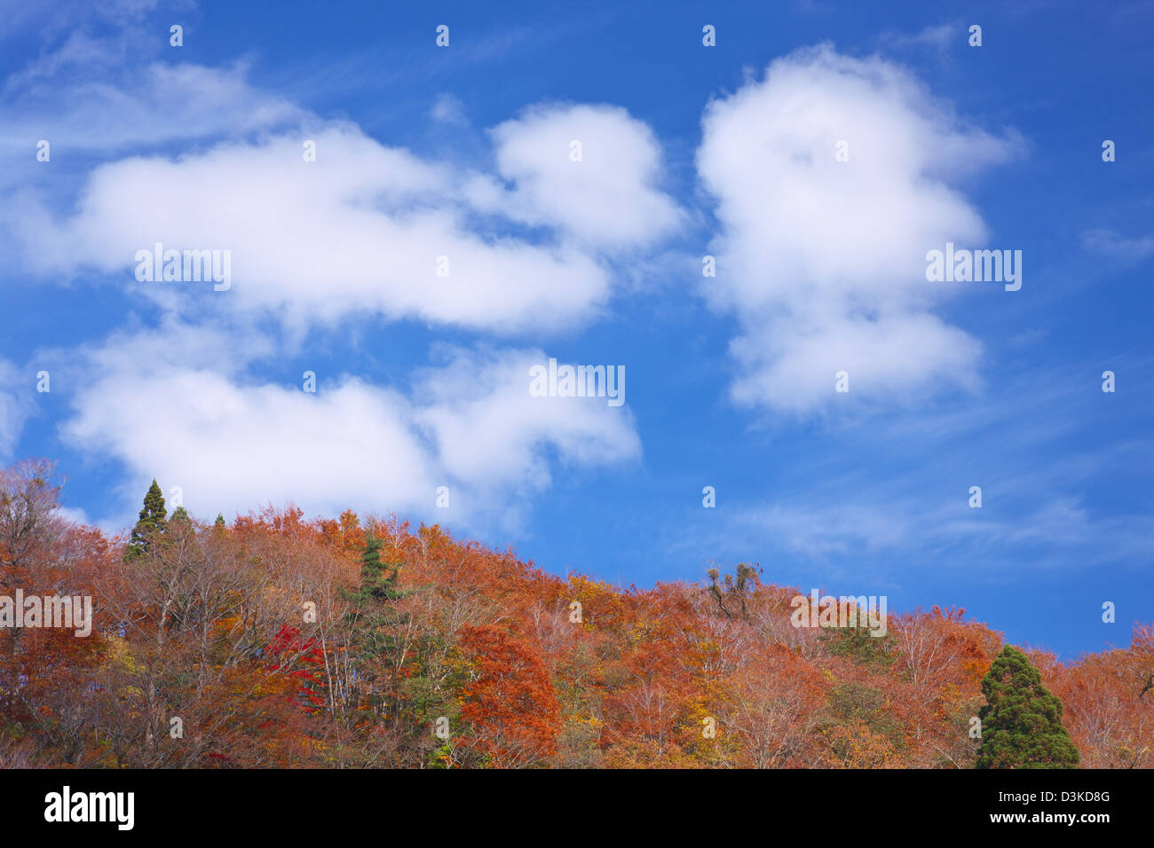 Autumn trees and blue sky with clouds Stock Photo - Alamy