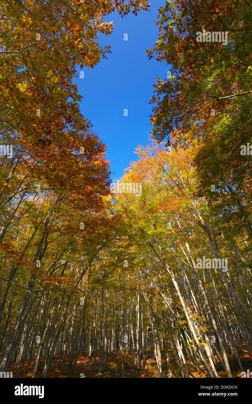 Grove beech hi-res stock photography and images - Alamy