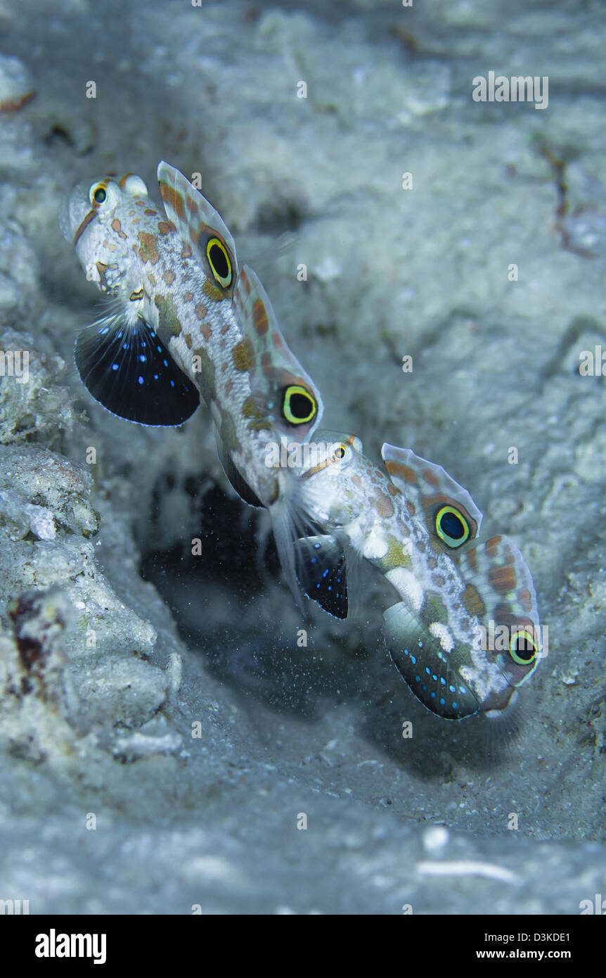 Twinspot goby hi-res stock photography and images - Alamy