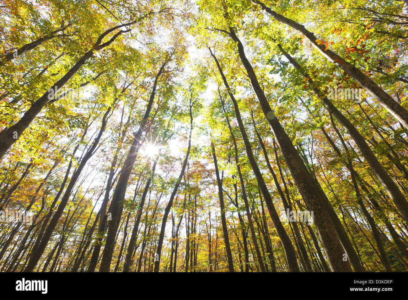 Japan buna forest hi-res stock photography and images - Alamy