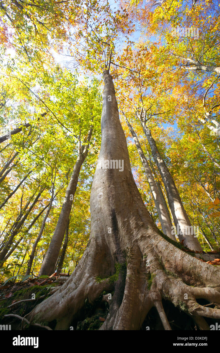 Beech hi-res stock photography and images - Alamy