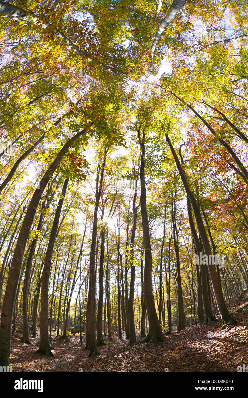 Japan buna forest hi-res stock photography and images - Alamy