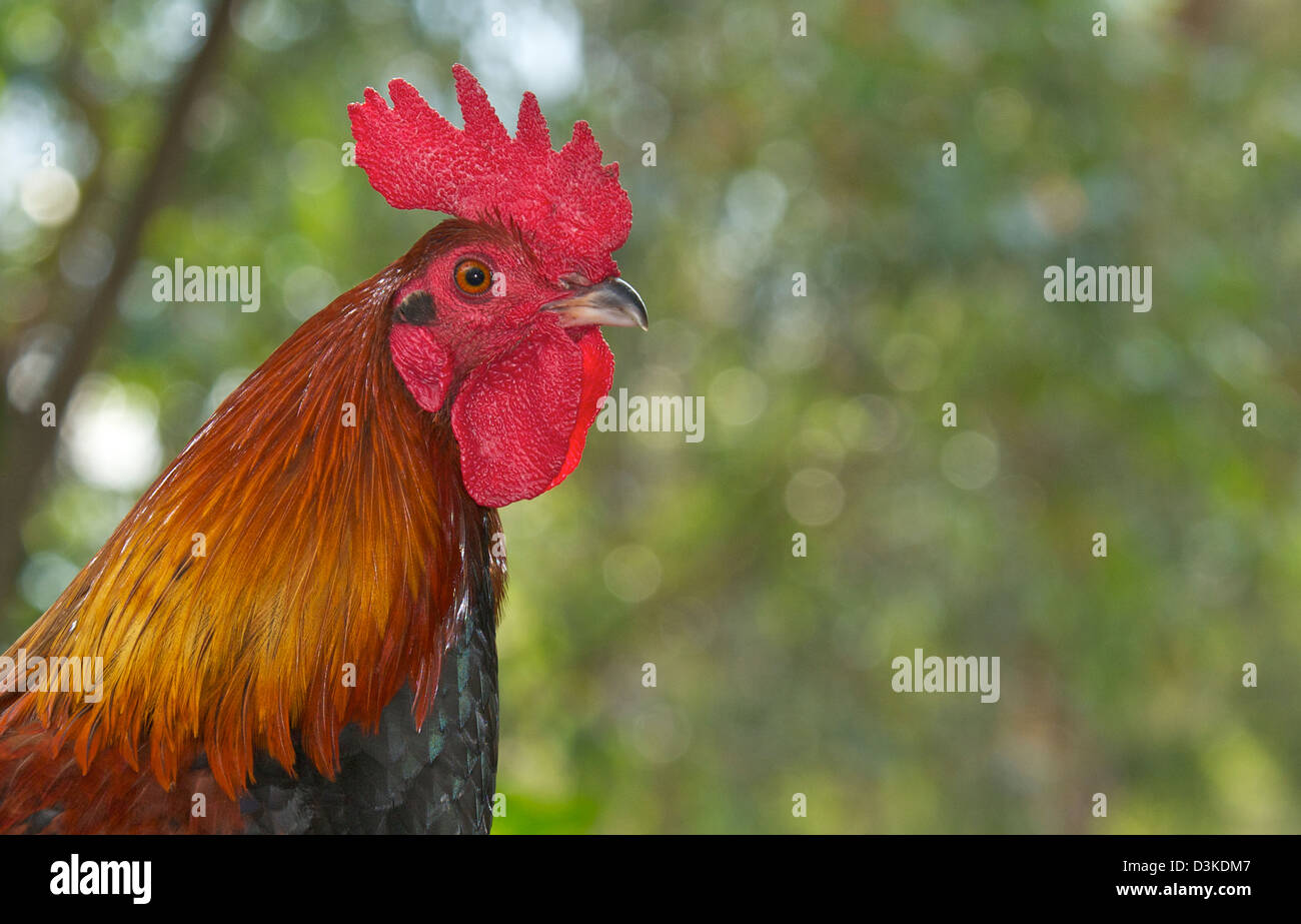 Red comb cockerel hi-res stock photography and images - Alamy