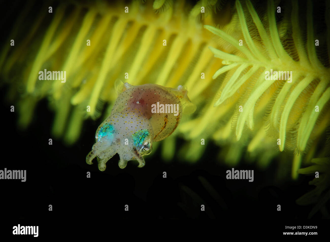 Pygmy Cuttlefish High Resolution Stock Photography and Images - Alamy