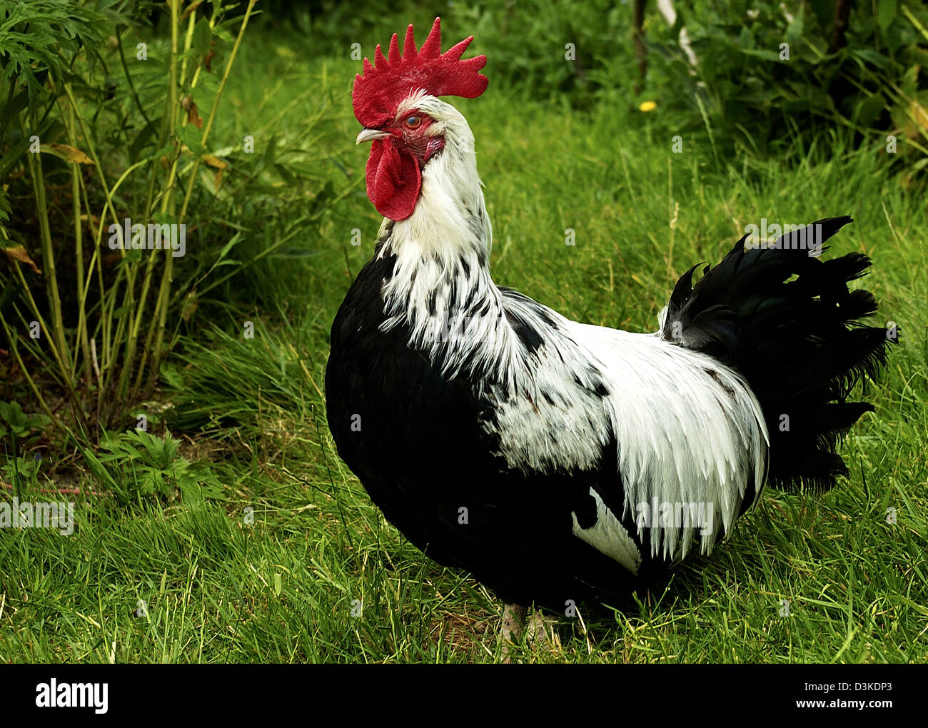 Bird comb hi-res stock photography and images - Alamy