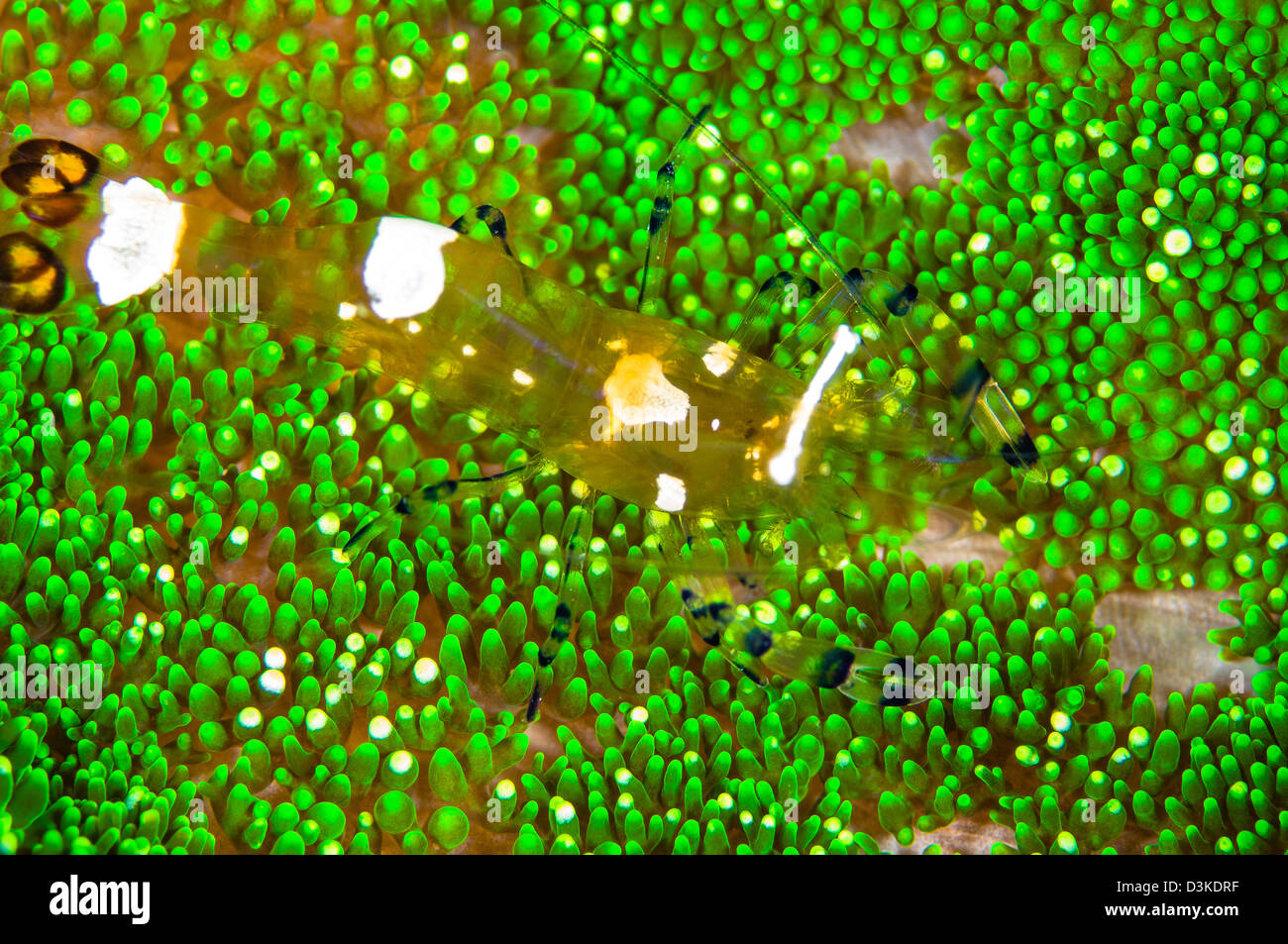 Australia Sea Anemone High Resolution Stock Photography and Images - Alamy