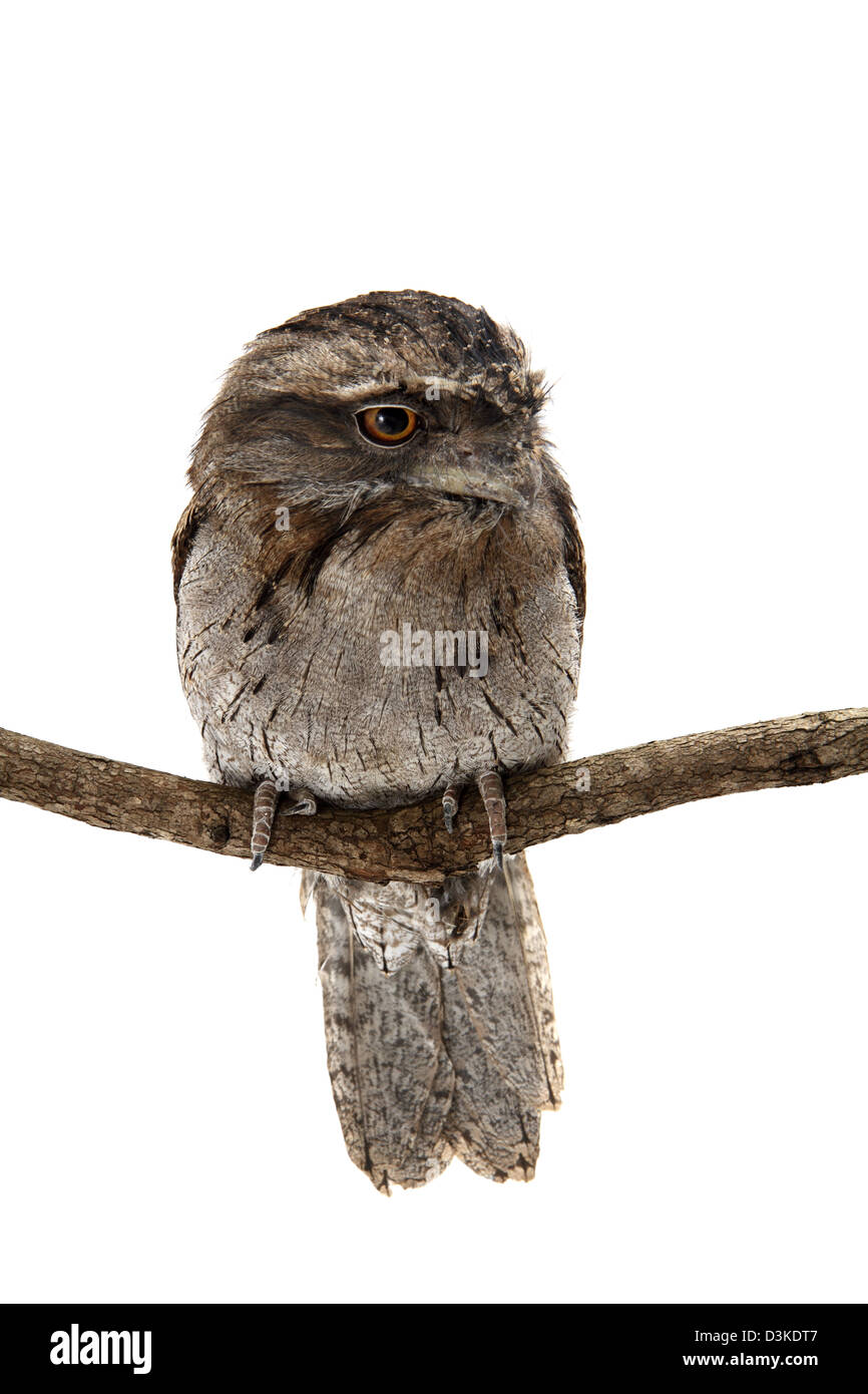 Tawny frogmouth, podargus strigoides Stock Photo - Alamy