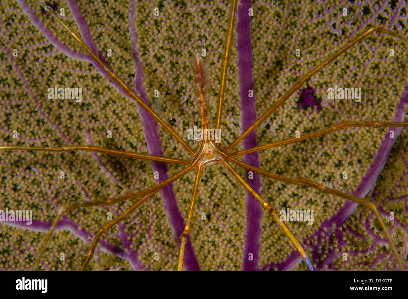 Arrow crab on a sea fan, Belize Stock Photo - Alamy