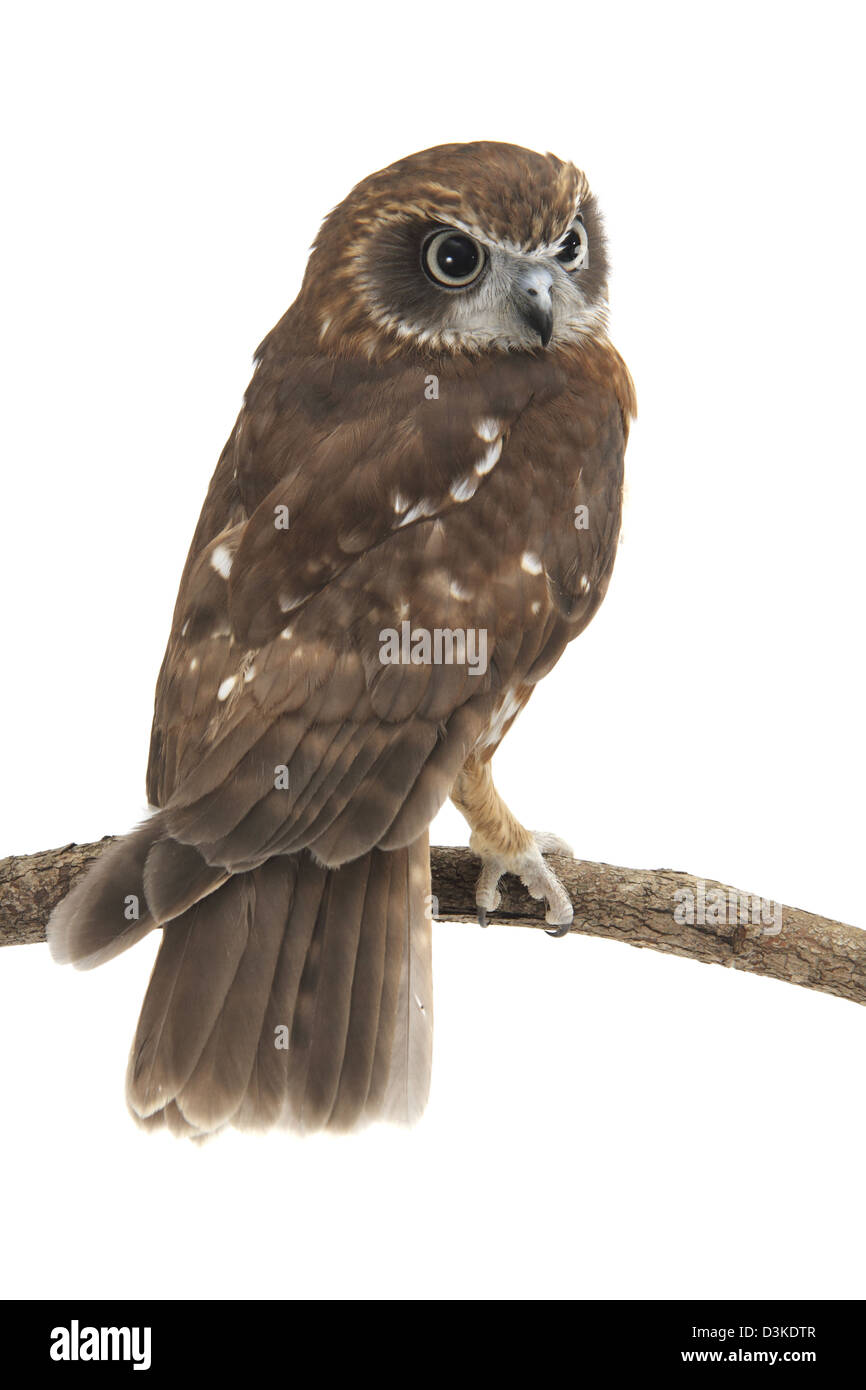 Southern boobook photographed in a studio Stock Photo - Alamy