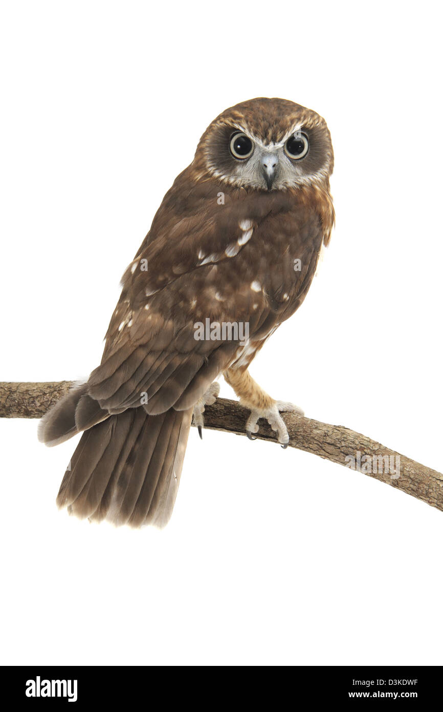 Australian boobook Cut Out Stock Images & Pictures - Alamy