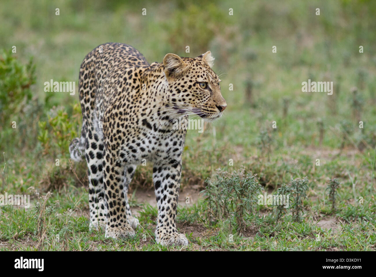 Leoaprd on the look out Stock Photo - Alamy