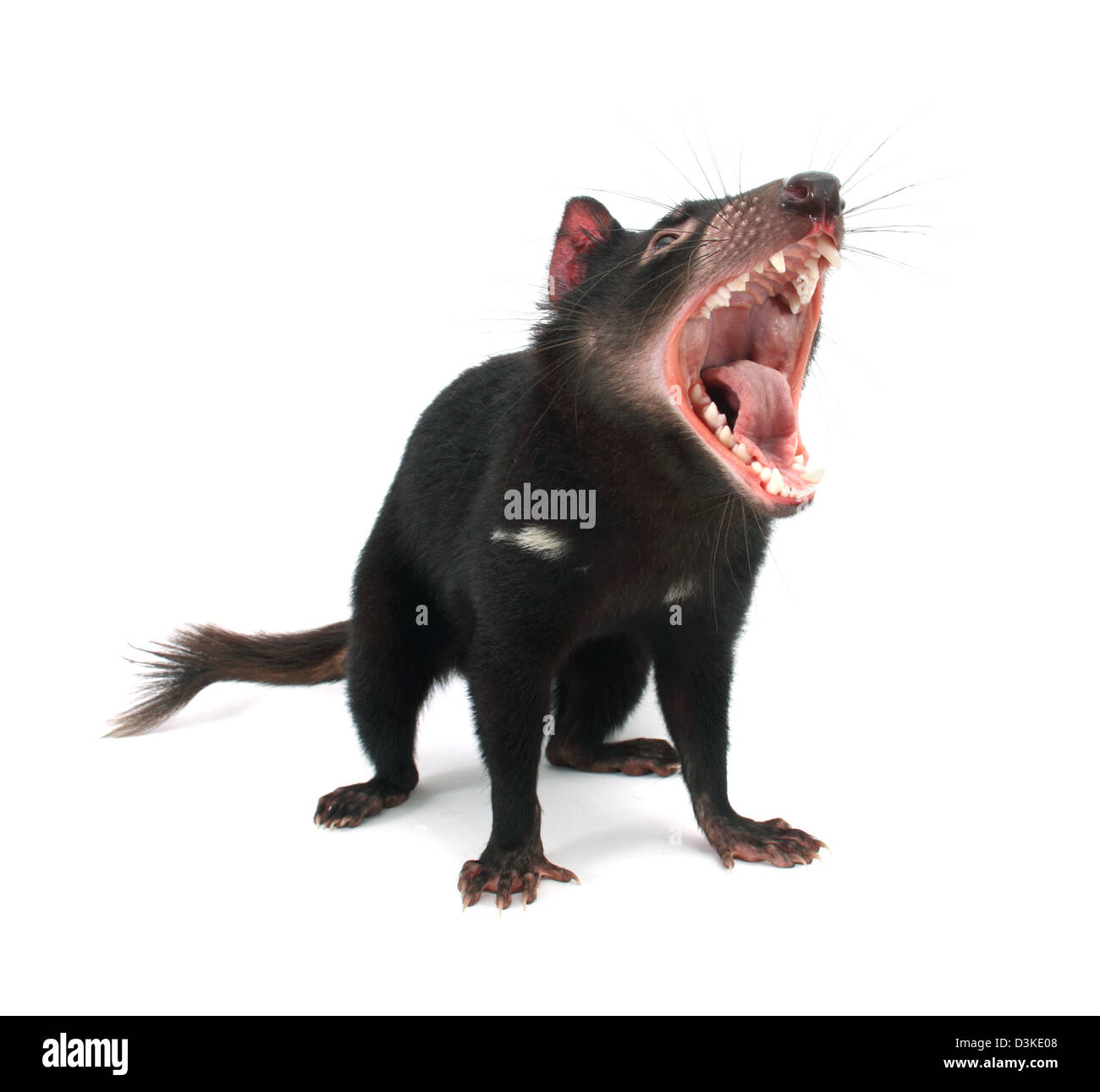 Tasmanian devil photographed in a studio Stock Photo - Alamy