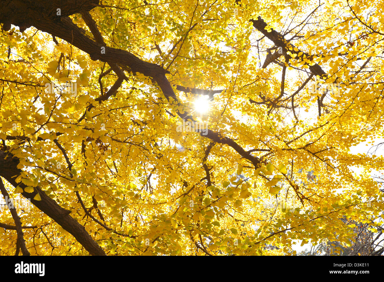 Ginkgo Biloba trees Stock Photo - Alamy