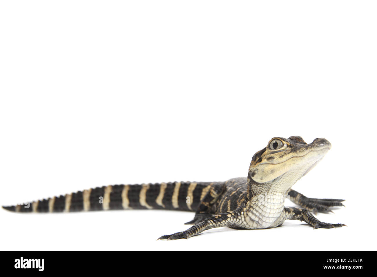 Juvenile alligator hi-res stock photography and images - Alamy