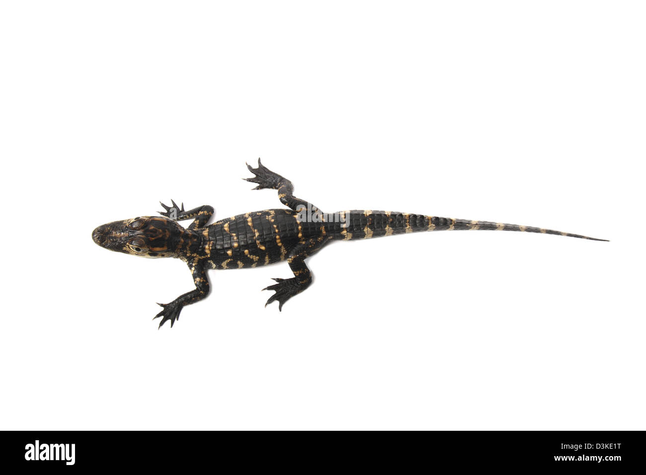 American Alligator, Alligator mississippiensis, juvenile studio cut-out ...