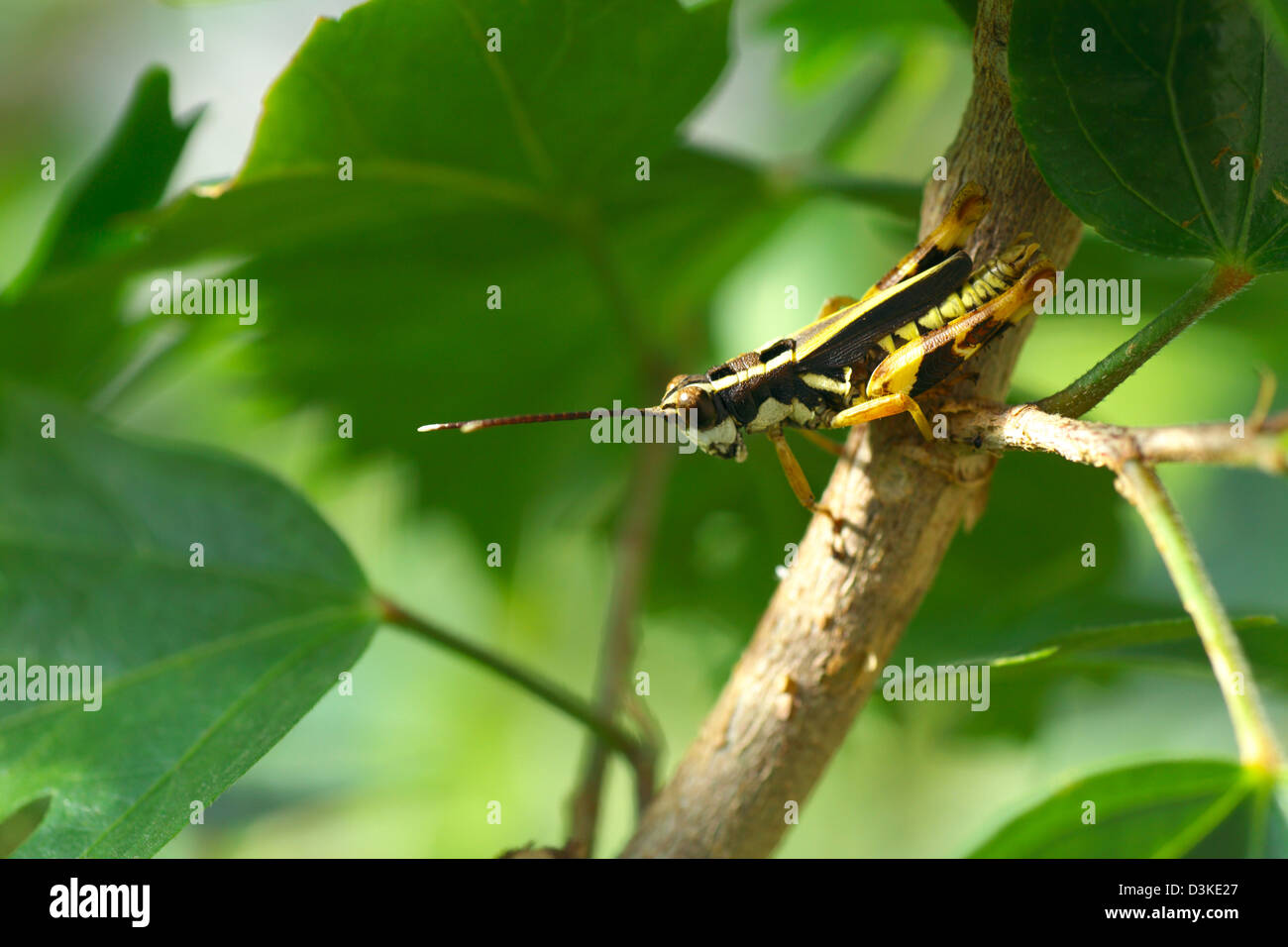Locust branch hi-res stock photography and images - Alamy