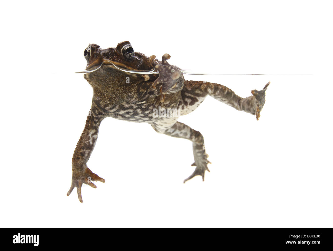 Cane toad hi-res stock photography and images - Alamy
