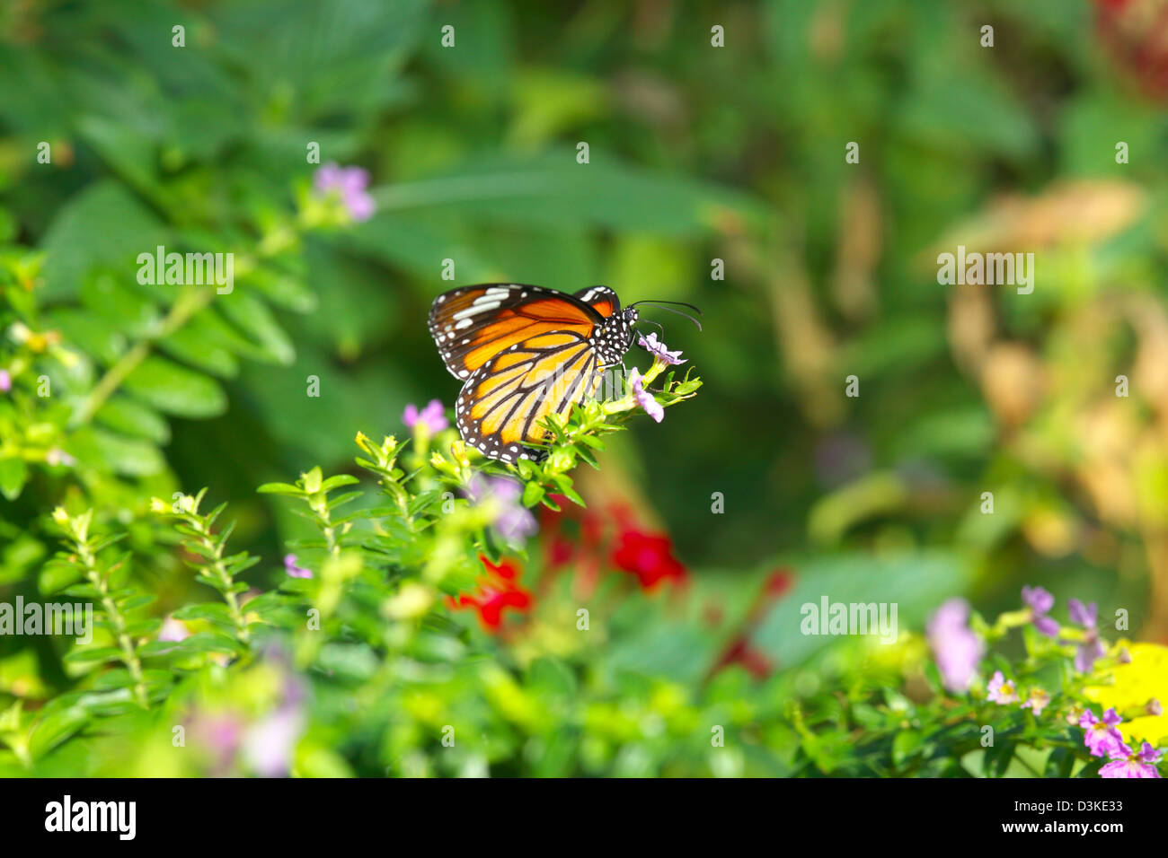 Common Tiger butterfly Stock Photo - Alamy