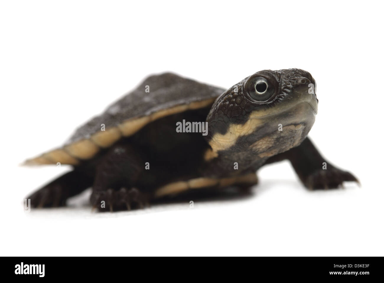 Saw shelled hi-res stock photography and images - Alamy