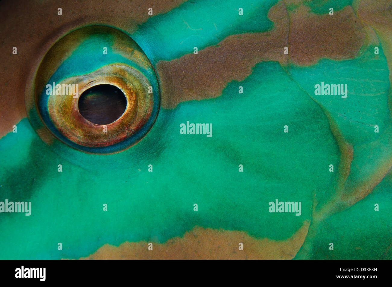 Eye iris pupil close hi-res stock photography and images - Alamy