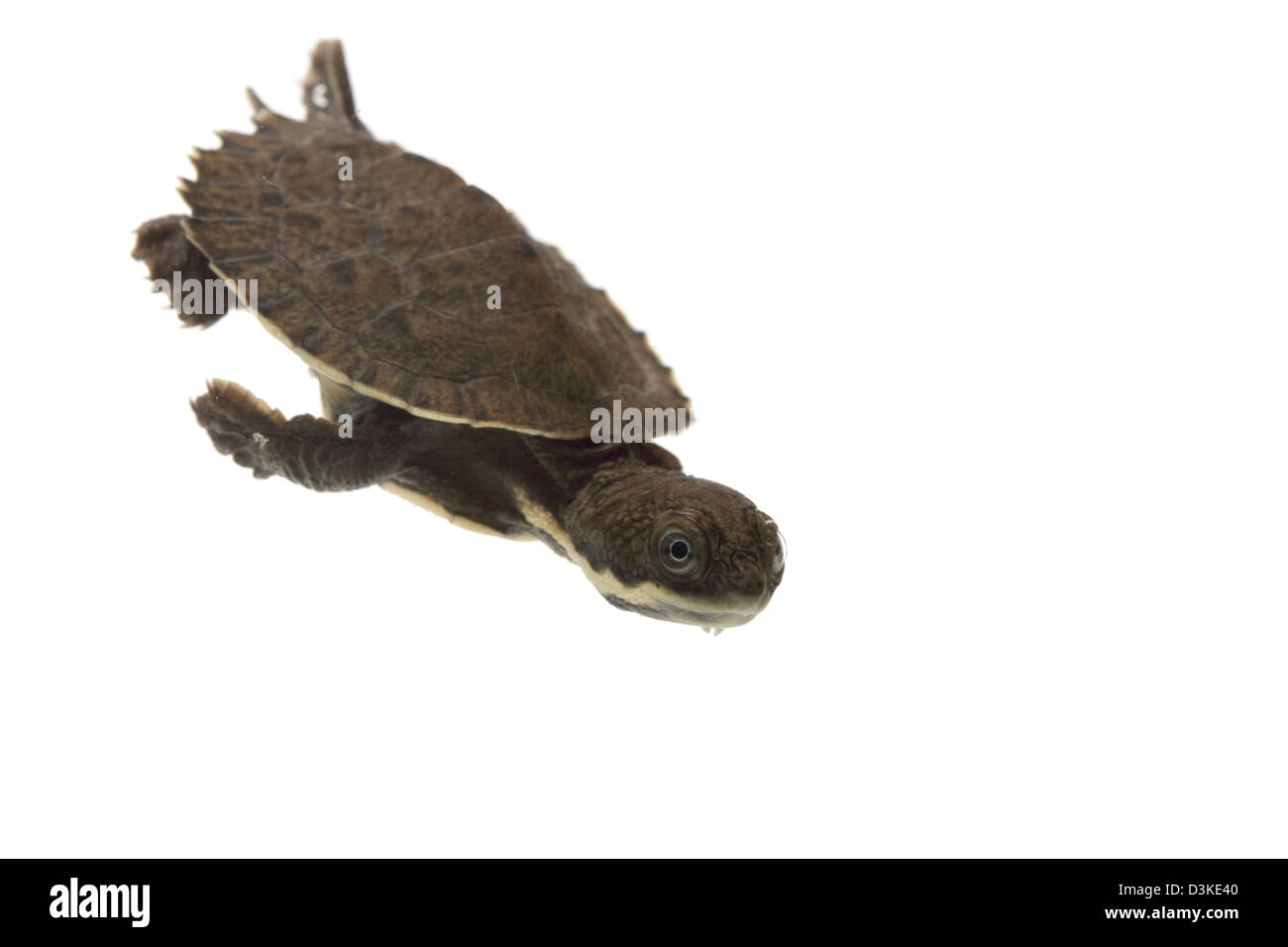 Saw shelled turtle hi-res stock photography and images - Alamy