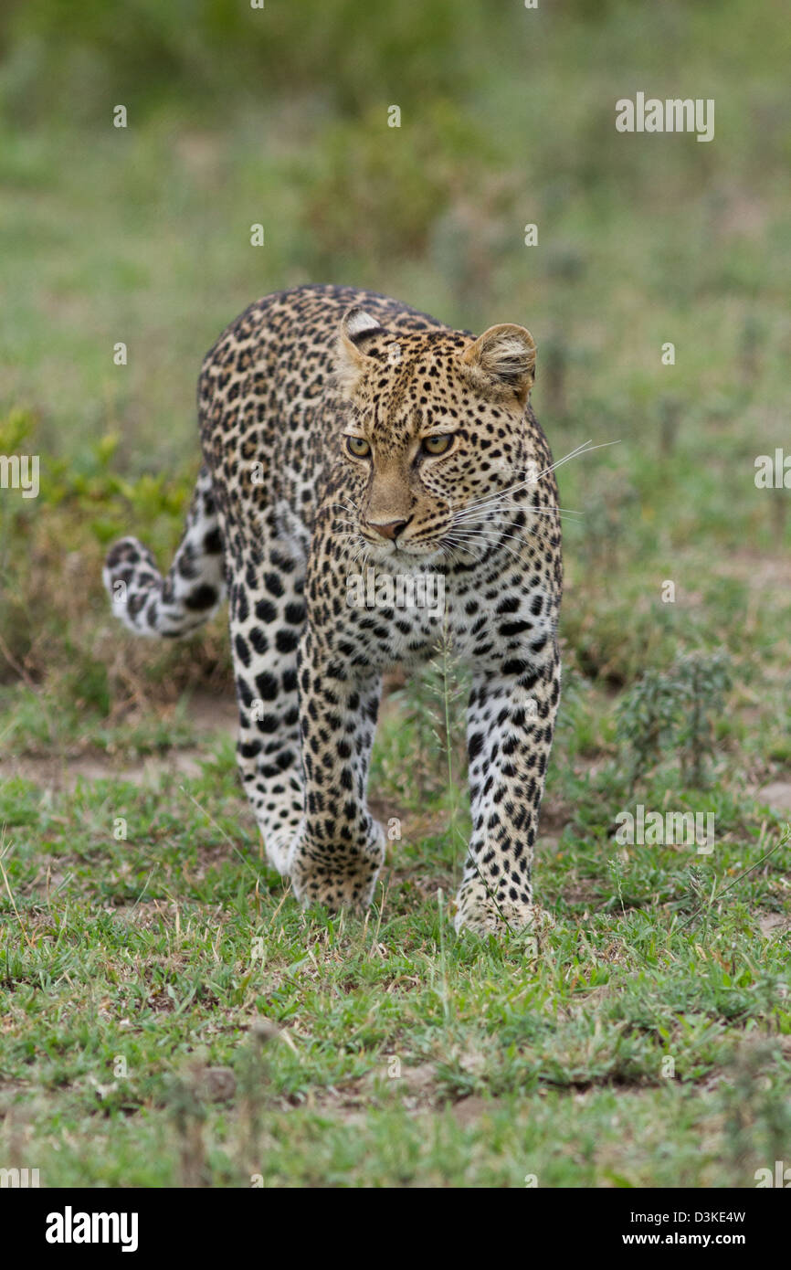 Leopard walking towards camera Stock Photo - Alamy