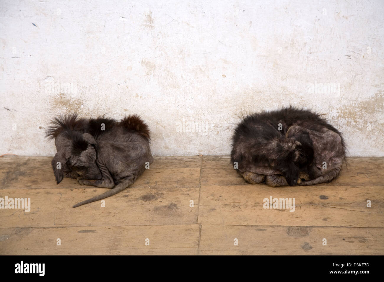 Fetal position animal hi-res stock photography and images - Alamy