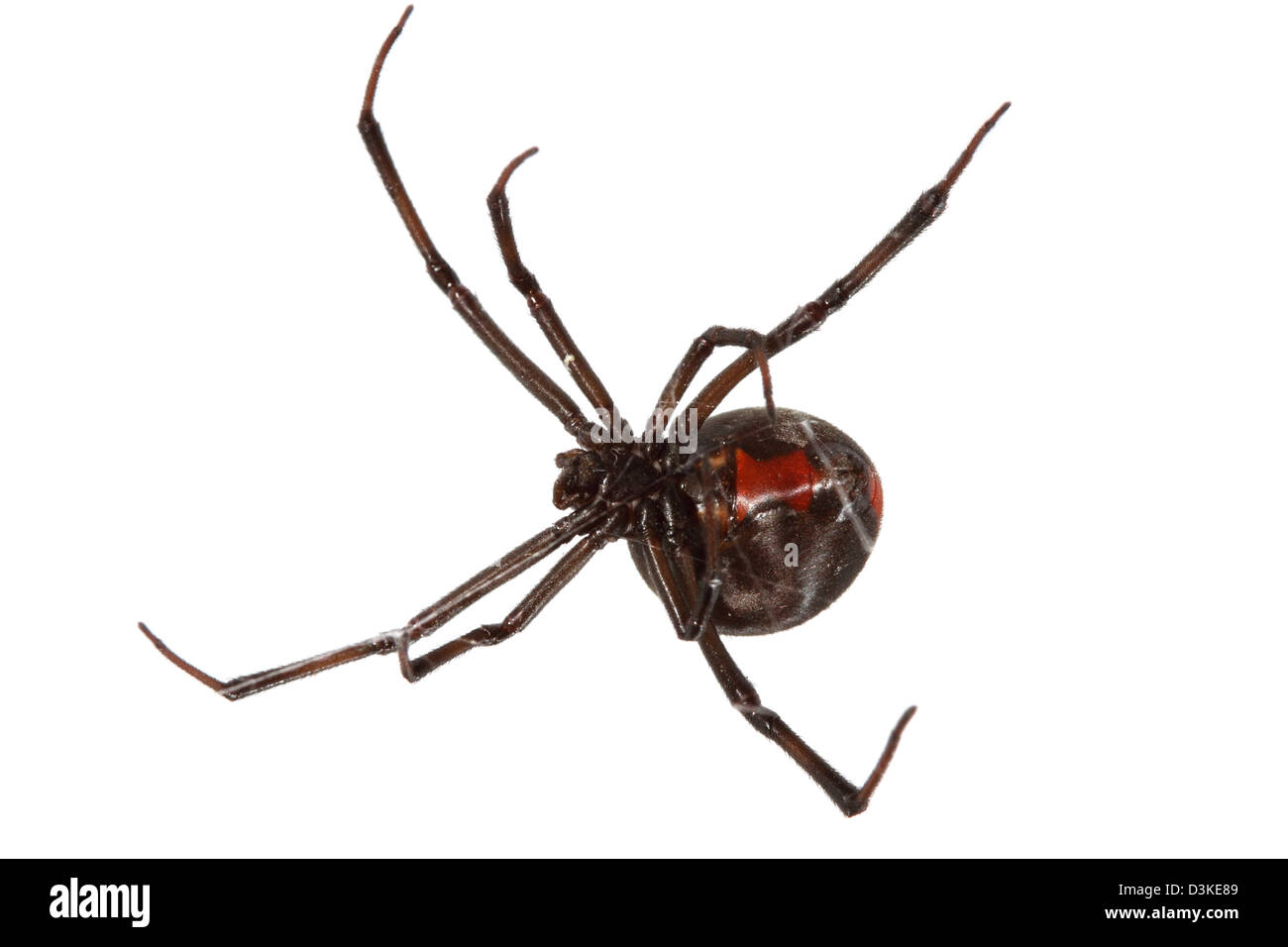 Redback spider (Latrodectus hasselti) female Stock Photo - Alamy