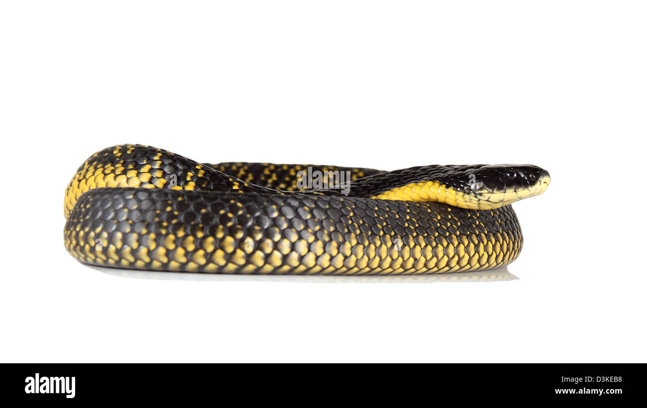 Tiger snake hi-res stock photography and images - Alamy