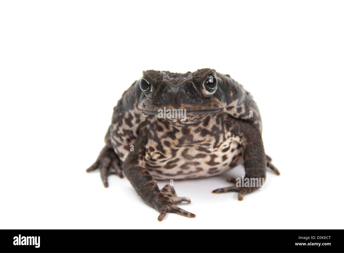 Cane toad photographed in a studio Stock Photo - Alamy