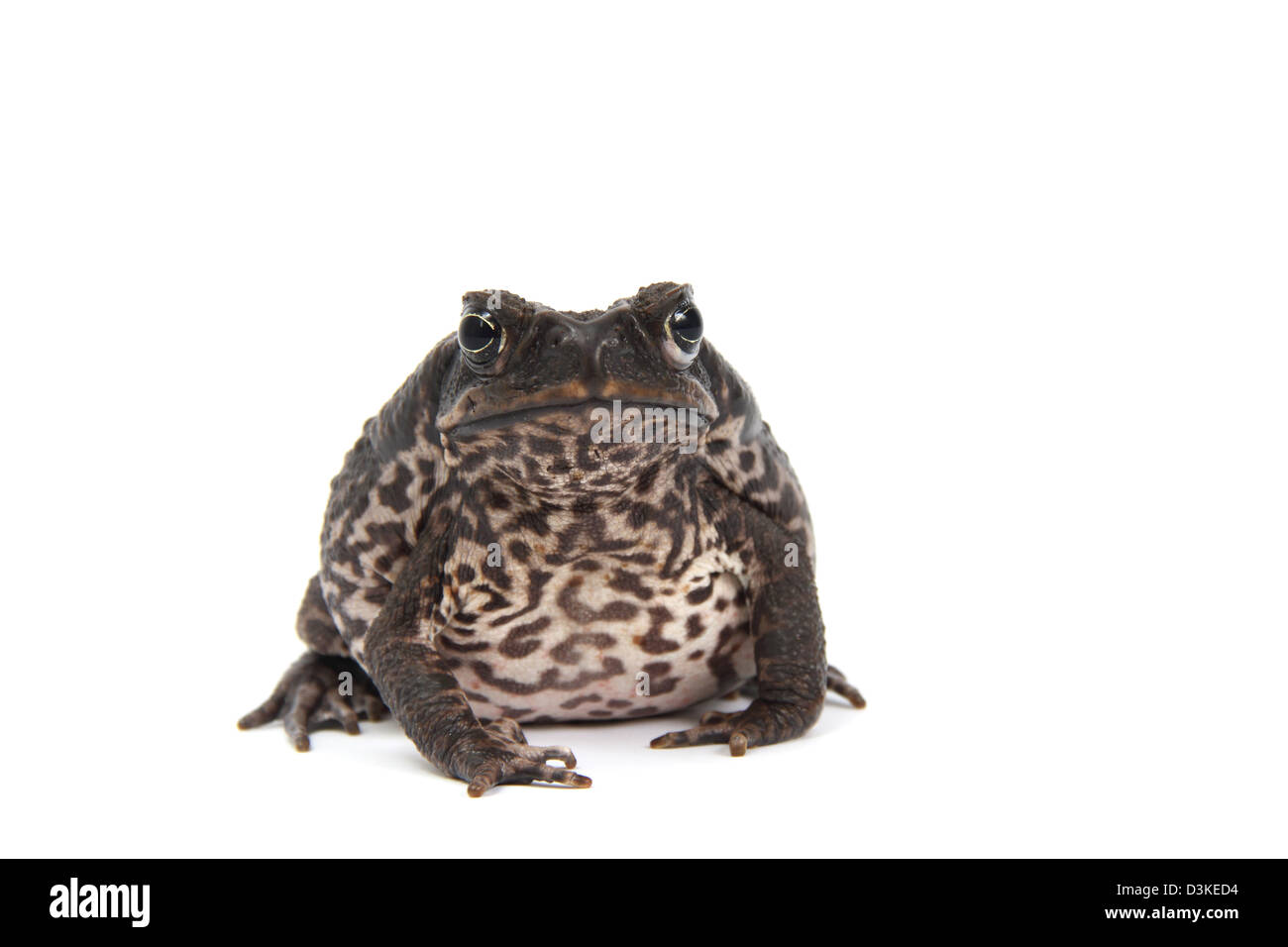 Cane toad hi-res stock photography and images - Alamy