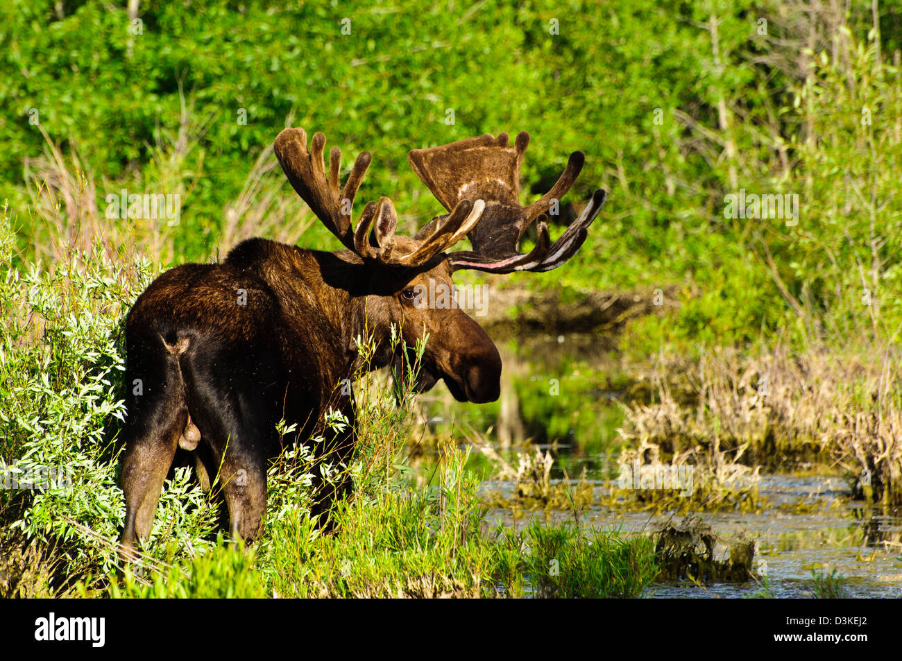 Moose male large antler hi-res stock photography and images - Alamy