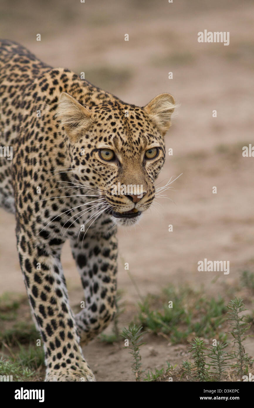 African leopard prowl hi-res stock photography and images - Alamy