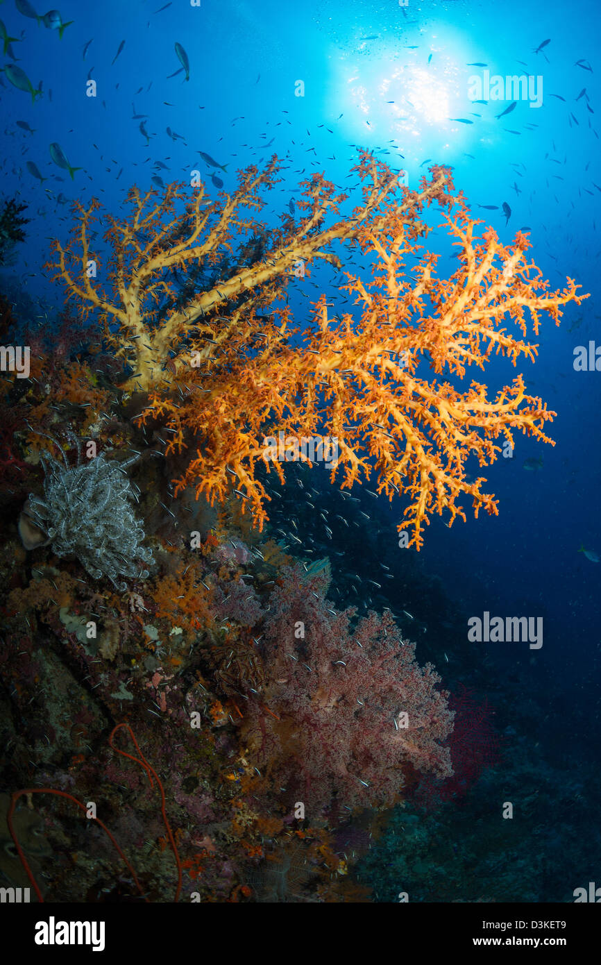 Yellow sea fan in Raja Ampat, Indonesia Stock Photo - Alamy