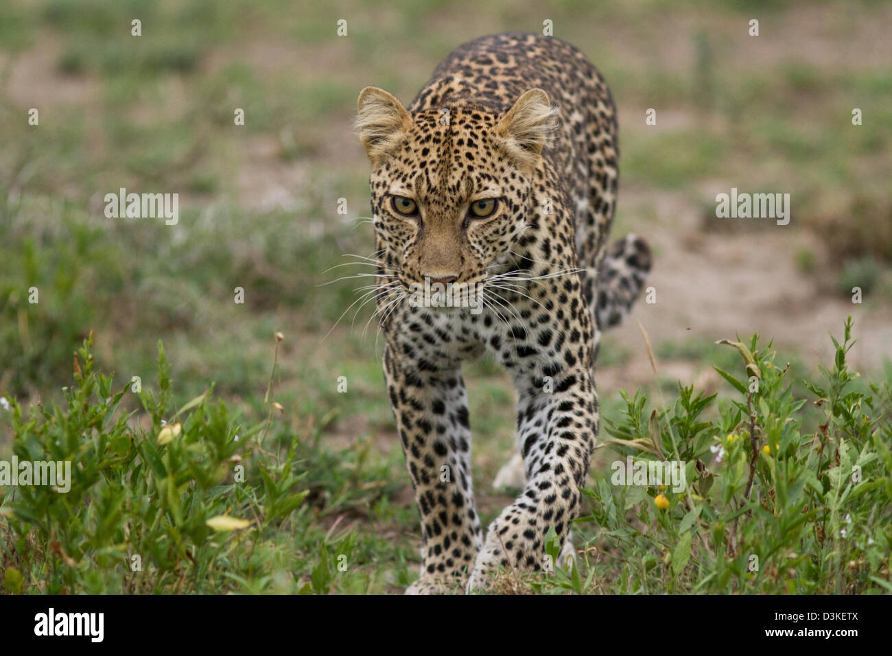 African leopard prowl hi-res stock photography and images - Alamy