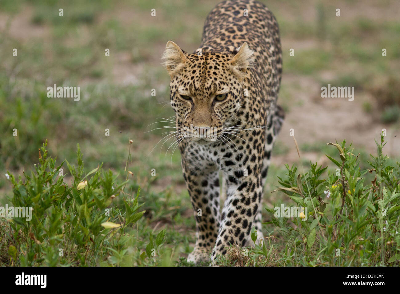 Leopard on the prowl Stock Photo - Alamy